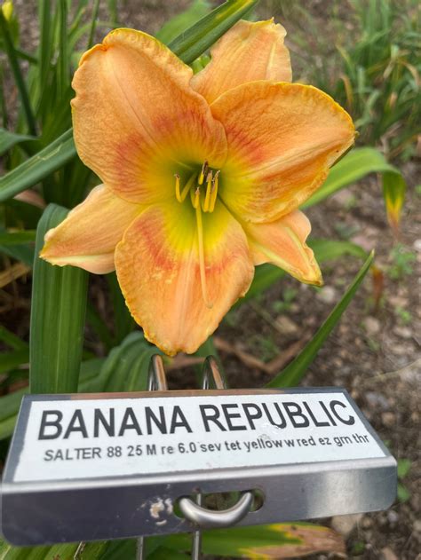 Products Page 4 Qb Daylily Gardens