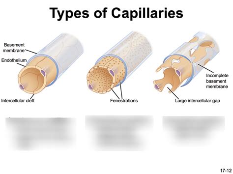 Where Is The Capillary Tube Located At John Pavon Blog