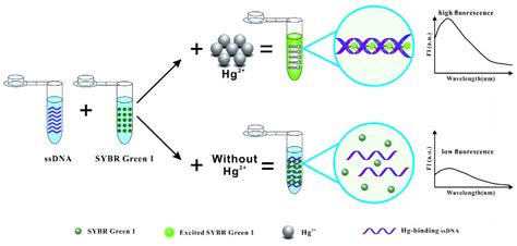 Recent Advances In Fluorescent Materials For Mercury Ii Ion Detection Rsc Advances Rsc