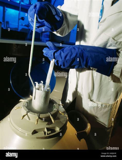 IVF Sperm Bank Technician Removing A Holder Containing Human Sperm Cells From A Cryogenic
