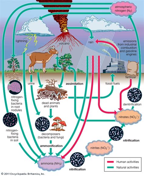 Biogeochemical Cycles Bioninja Nitrogen Cycle Soil Soil Organisms