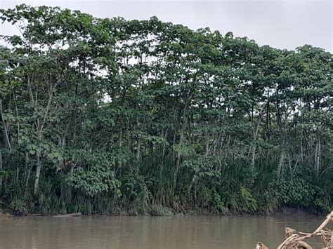 Balsa En La Amazonía Cuatro Años Después Del Boom Red Prensa Verde