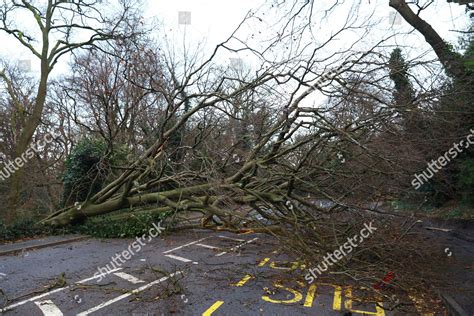 Fallen Tree Blocks Road Harrow North Editorial Stock Photo Stock Image Shutterstock