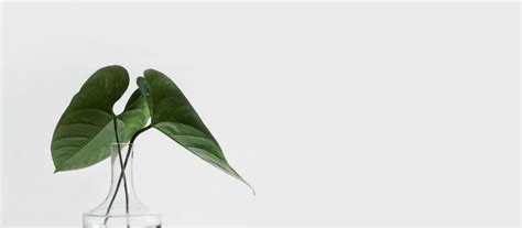 Natural Remedies To Restore Ph Balance Veebabes