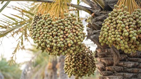 Bunch Of Dates At A Dates Tree At A Plantation Stock Image Image Of