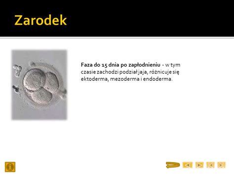 Rozwój Płodowy Człowieka Ppt Pobierz