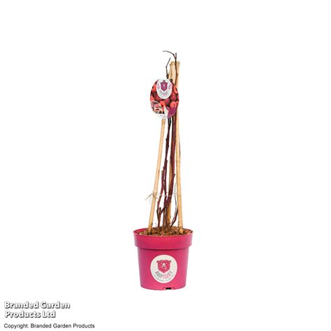 Rubus Hararasp Raspberry Tree Suttons