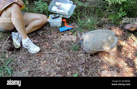 Snapping Turtle Huge Shell Stock Videos And Footage Hd And 4k Video Clips Alamy
