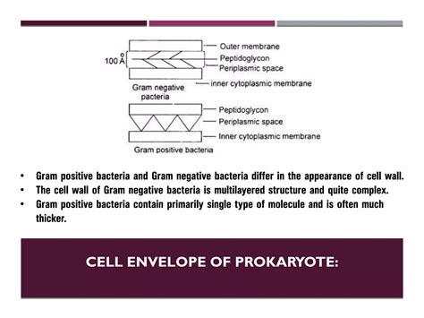 Biosynthesis Of Peptidoglycanpdf