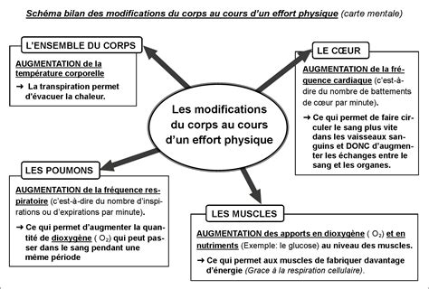 Quelles Sont Les Modifications Du Corps Au Cours D Un Effort Physique