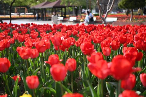 최경진의 리빙 11월은 튤립 심기 좋은 때 겨울 견뎌야 더 예쁘게 피는 꽃