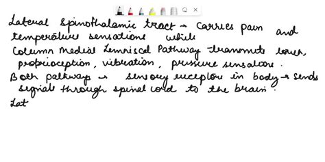 Solved Explain The Sensory Pathway Of Lateral Spinothalamic Tract And