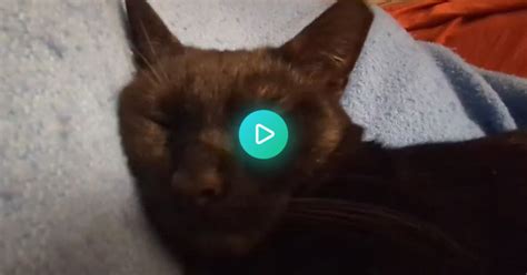 Cute Sleepy Cat Noises Album On Imgur