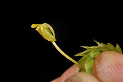Liparis Leytensis Orchidaceae