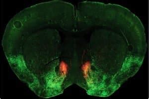 Serotonin Key To Social Aversion During Withdrawal From Opioids Neuroscience News