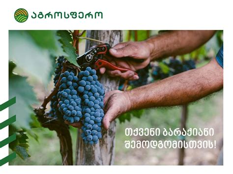 🍇 რთველი უკვე აქტიურ ფაზაშია აგროსფერო • Agrosphere