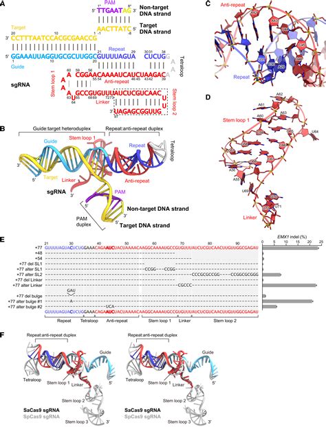 Crystal Structure Of Staphylococcus Aureus Cas9 Cell
