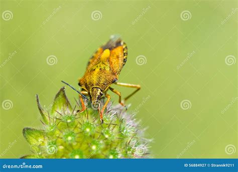 Yellow Shield Bug Stock Image Image Of Yellow Shield 56884927