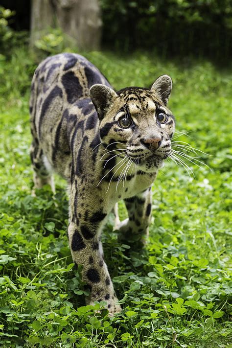 食肉目·猫科·云豹属：云豹