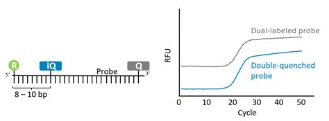 Pcr Probes Microsynth Ch