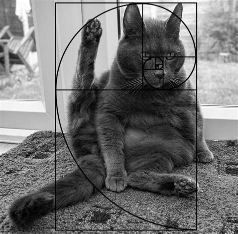 21 cats matching up with the fibonacci sequence proves that cats are