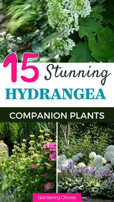 Best Companion Plants To Pair With Hydrangeas Planting Hydrangeas