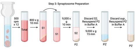 Video Subcellular Fractionation For The Isolation Of Synaptic