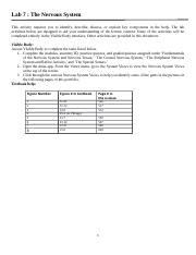 Lab 7 Nervous System Sydney Puntillo Docx Lab 7 The Nervous System This Activity Requires