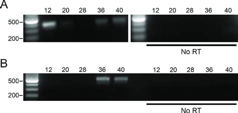 X Laevis Embryonic Stages Show Vsp Mrna Transcripts Expression A B