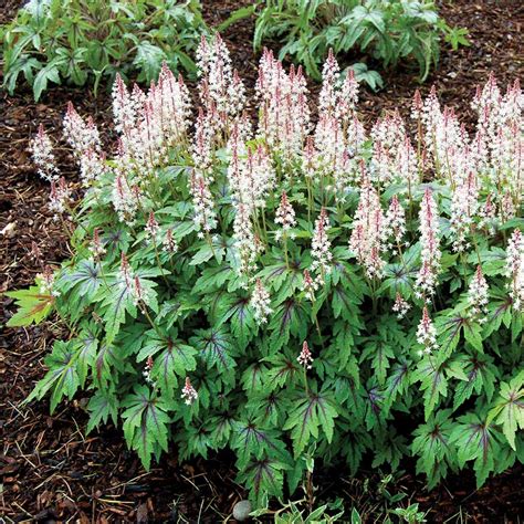 Tiarella ‘sugar And Spice Terra Nova® Nurseries Inc
