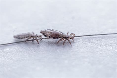 Different Types Of Lice