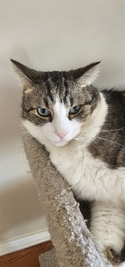 Cats Of Imgur Album On Imgur