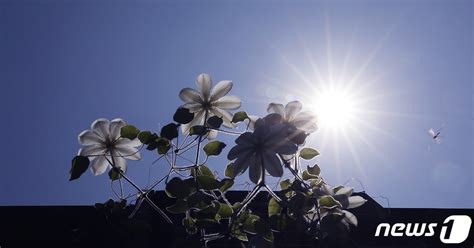 싸늘한 아침 더운 낮구름없이 맑은 하늘 온실 못만들어