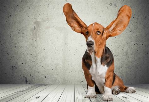 Hunde Mit Langen Ohren TOP 10 Dein Hunderatgeber Info Hund De