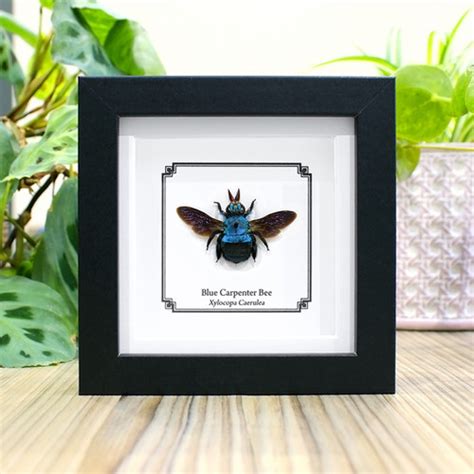 Blue Carpenter Bee Xylocopa Caerulea Frame Butterfly Box
