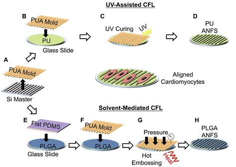 capillary force lithography for cardiac tissue engineering protocol