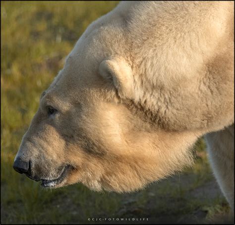 Polar Bear Jimmys Farm And Wildlife Park Cjc Fotowildlife Flickr