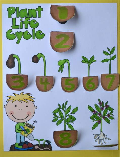 Plant Life Cycle Craft