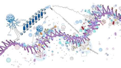 Stepbystep Diagram Explaining Rna Processing Including Splicing Capping