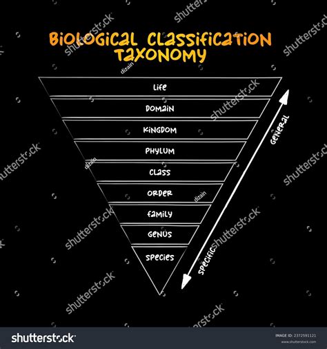 Biological Classification Taxonomy Rank Relative Level Stock Vector Royalty Free 2372591121