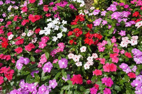 25 Flowers That Thrive In Full Sun
