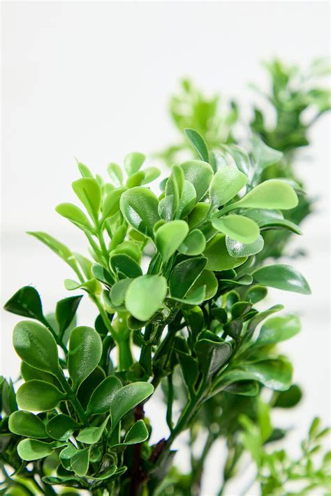 32 Boxwood Spray Decorators Warehouse