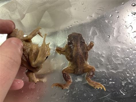 Amphibian ID Flashcards Quizlet