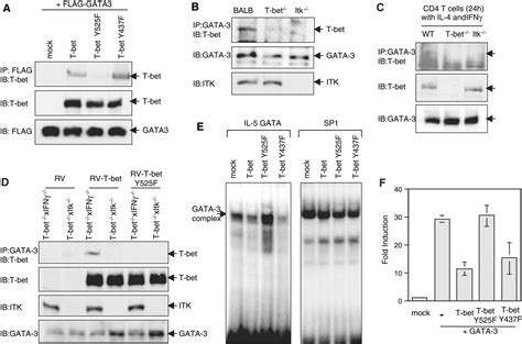 t helper cell fate specified by kinase mediated interaction of t bet