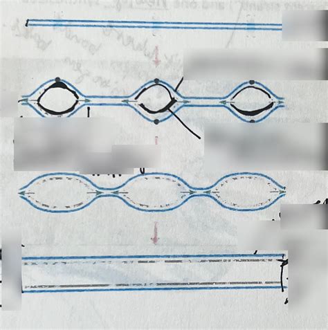 Dna Replication Steps Diagram Diagram Quizlet