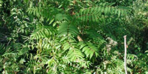 Cornell Cooperative Extension Tree Of Heaven