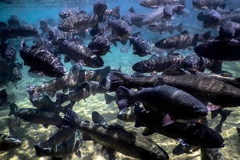 Premium Photo River Trout Swim Underwater Trout Underwater Scene