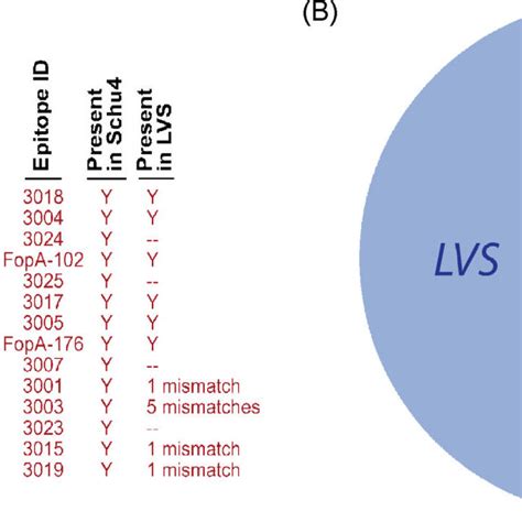 Multi Epitope Dna Vaccine Construct Download Scientific Diagram