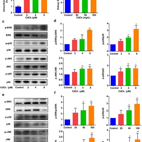 Cd Induced Oxidative Stress And Activated Mapknf κb Signaling Pathways