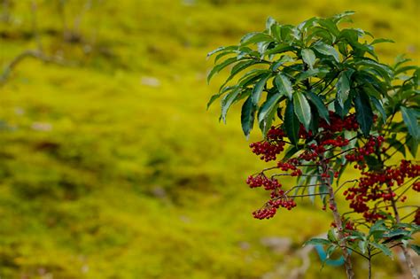 Nandina 부채 Nandina 하늘 대나무 또는 신성한 대나무 매자나무과 일본에 히말라야에서 동부 쪽 아시아에 고유 가족에